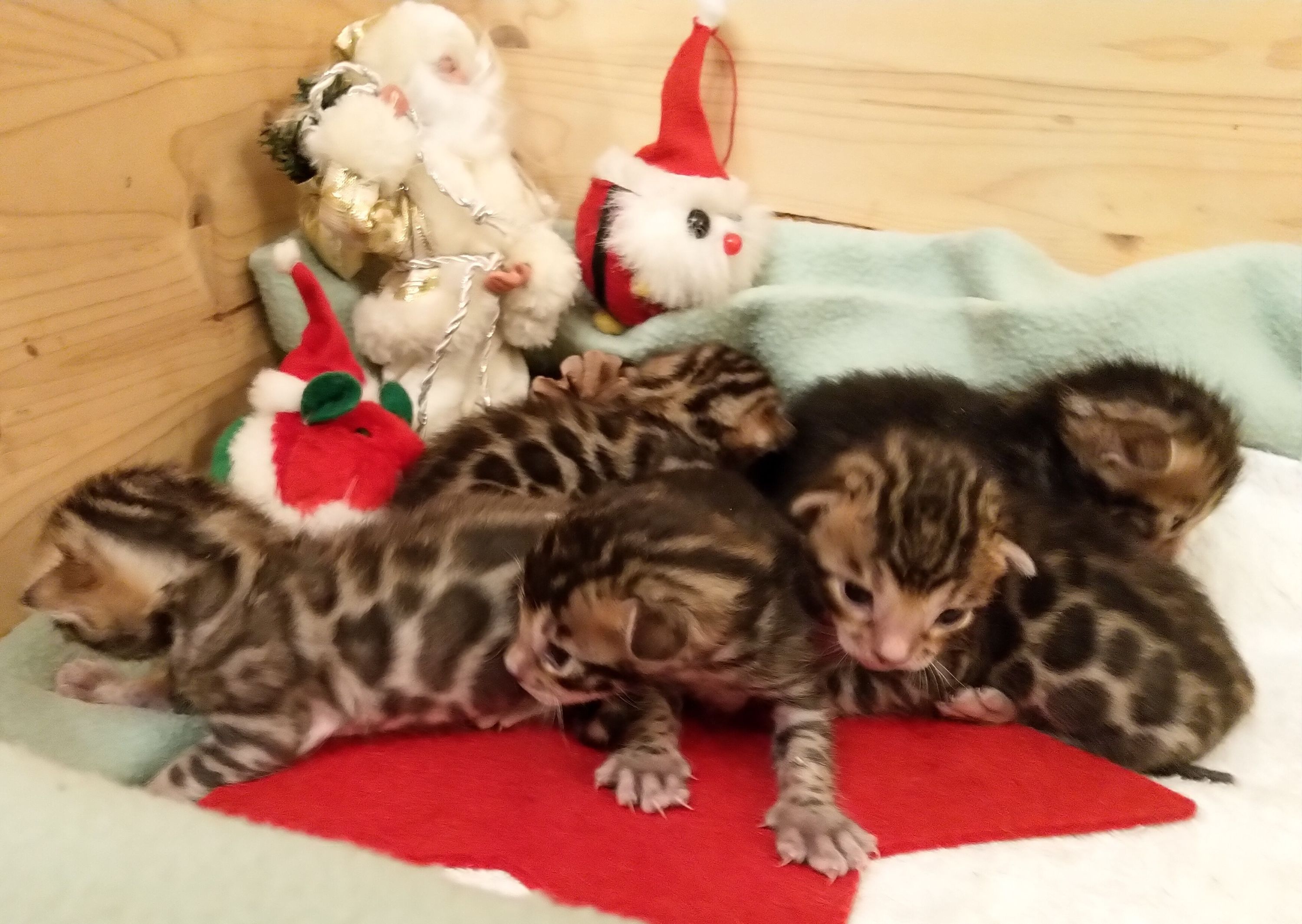 Bengalkitten - WildDream Bengalkatzen